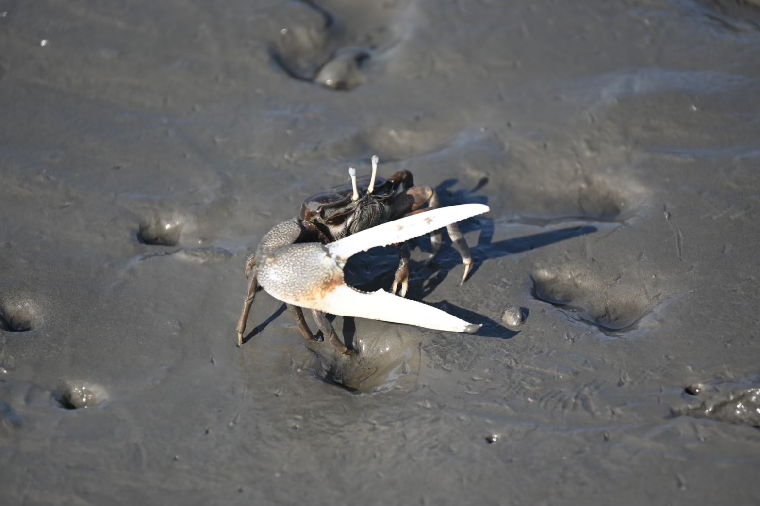20250517濁水溪紅樹林疏伐 | 荒野保護協會